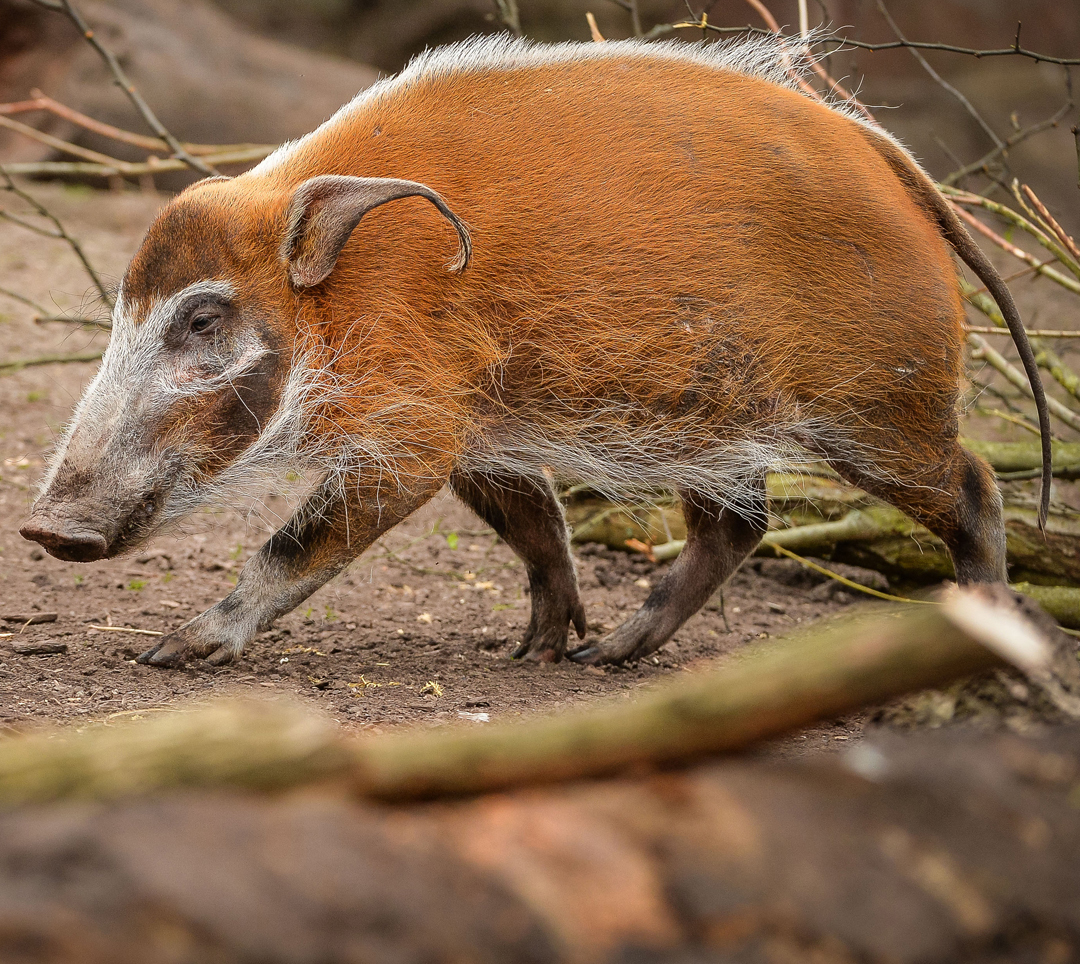 Tak wygląda świnia rzeczna zwana w niektórych kręgach dzikanem rzecznym ...