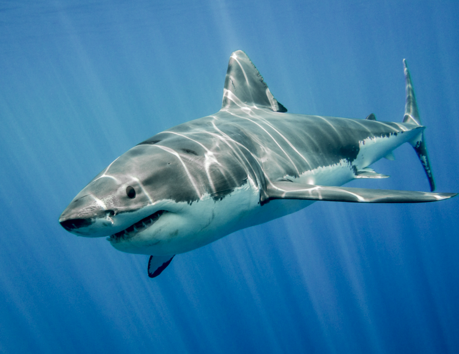 Rekiny każdego roku zabijają średnio 6 ludzi. Ludzie co roku zabijają ...