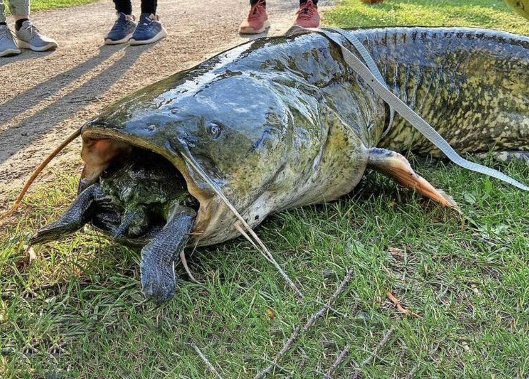W Niemczech olbrzymi sum chciał połknąć żółwia, ale nie dał rady i się ...