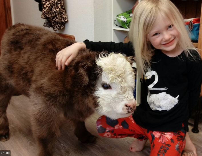 Miniaturowe krowy to urocze „malutkie” zwierzaki, które możesz kupić w ...