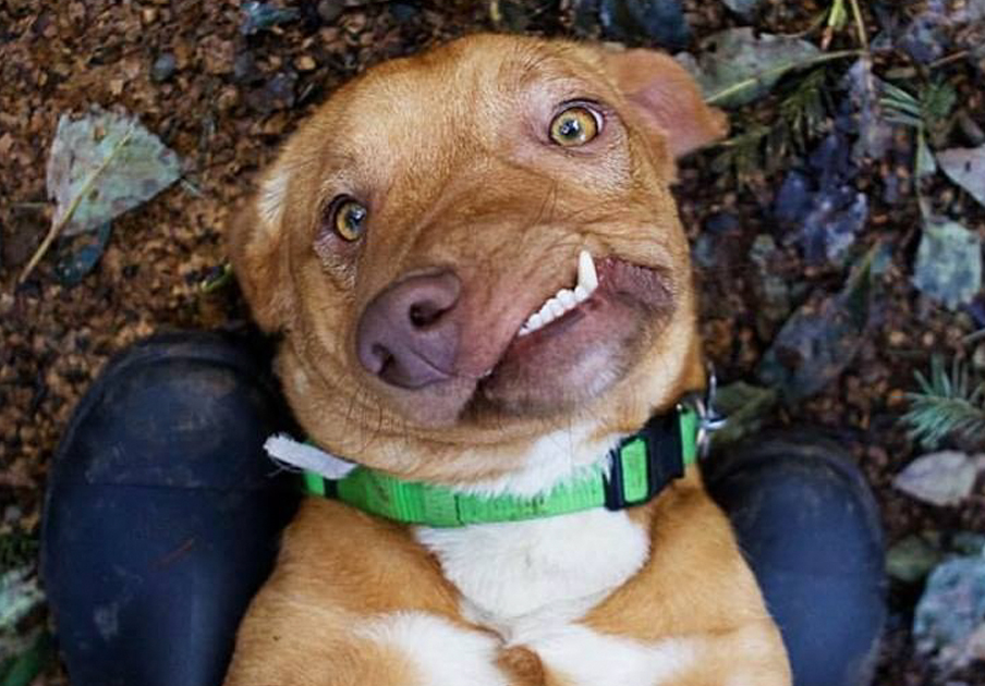 „Idealnie niedoskonały” kundelek o imieniu Picasso, który przyszedł na ...