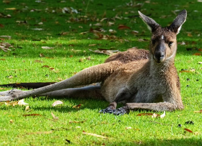 W Australii mieszka blisko dwa razy więcej kangurów niż ludzi ...